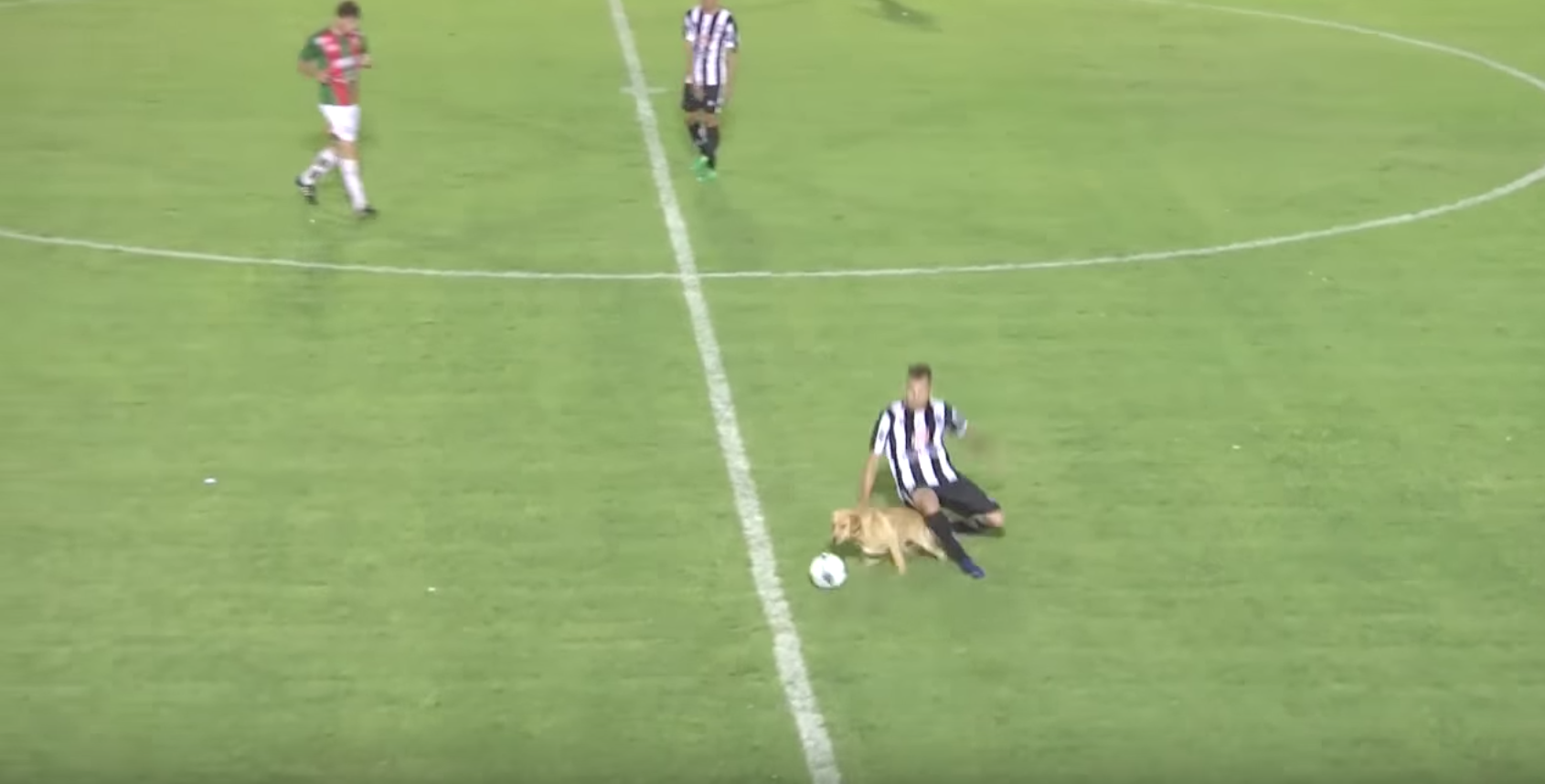 Doggy Pitch Invader Sent Off For Vicious Tackle In Argentine Third ...